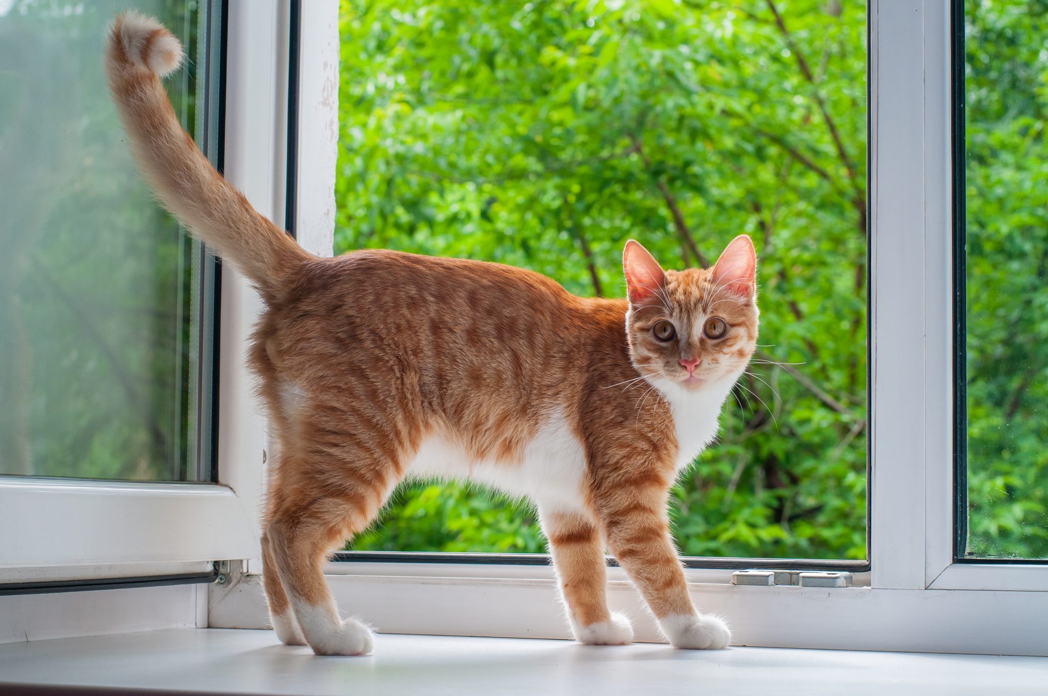 Cat-Proof Window Screens | How To Enjoy Fresh Air and Keep Kitty Safe