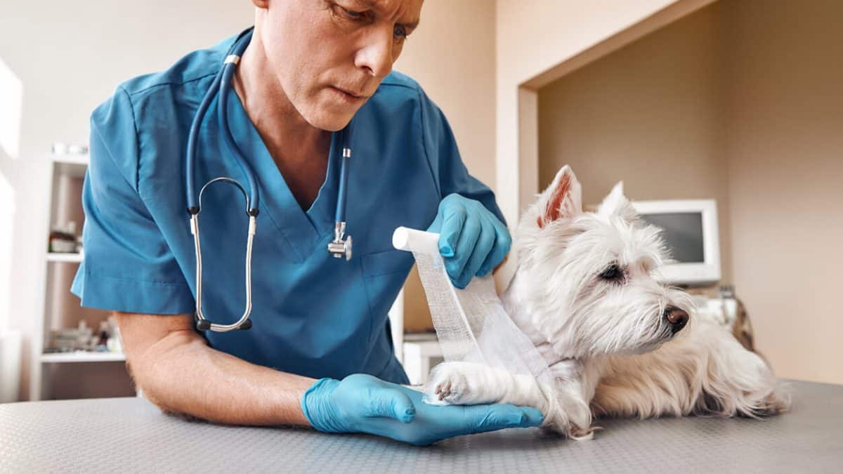 Cost of Emergency Vet Visits for Dogs & Cats