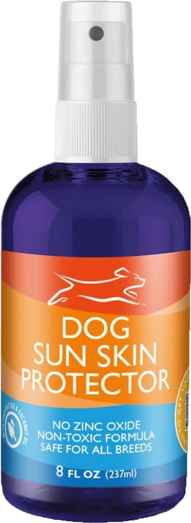 Do Dogs Need Special Sunscreen? We Asked a Vet