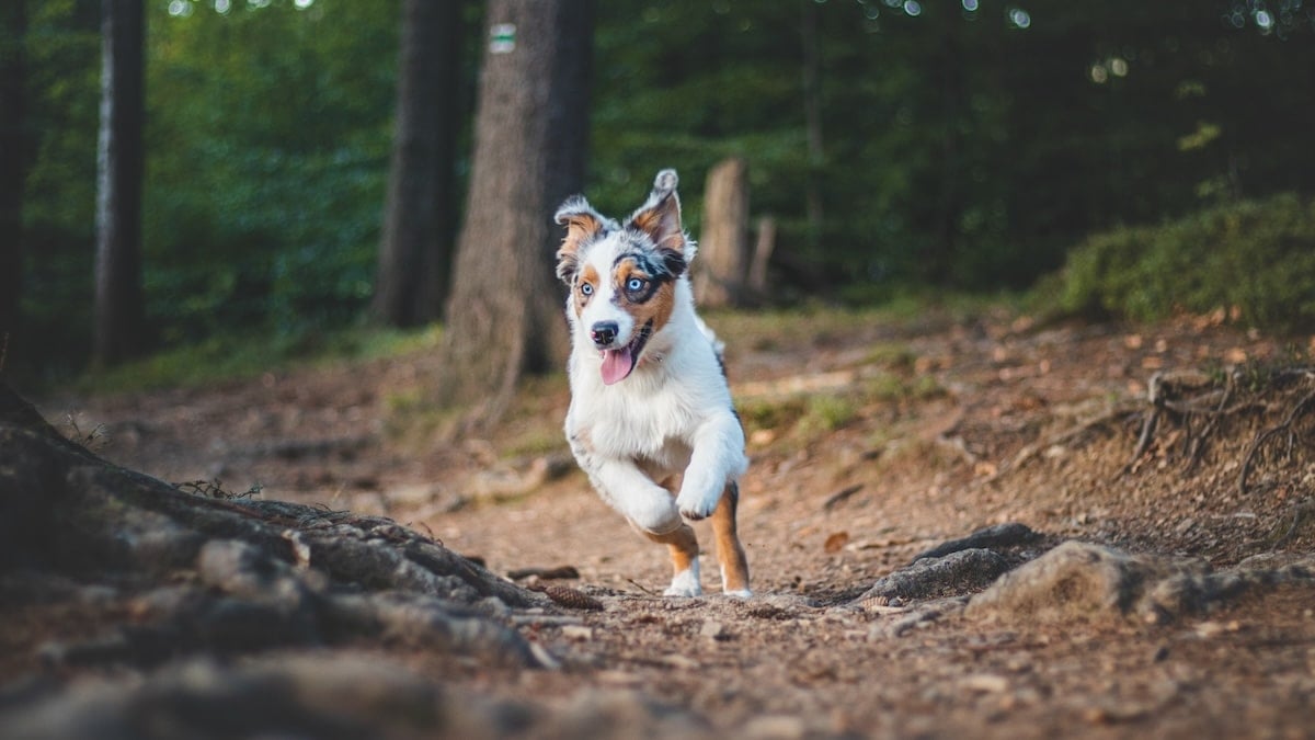 13 Popular High-Energy Dog Breeds