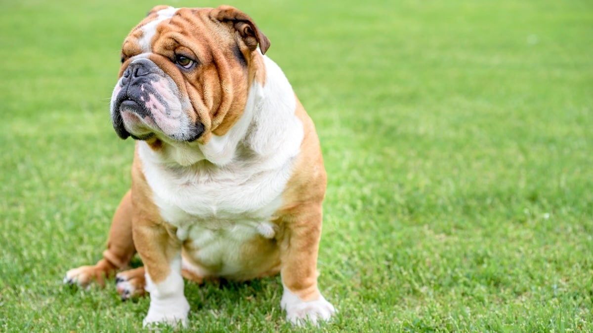 English Bulldog: Breed Guide