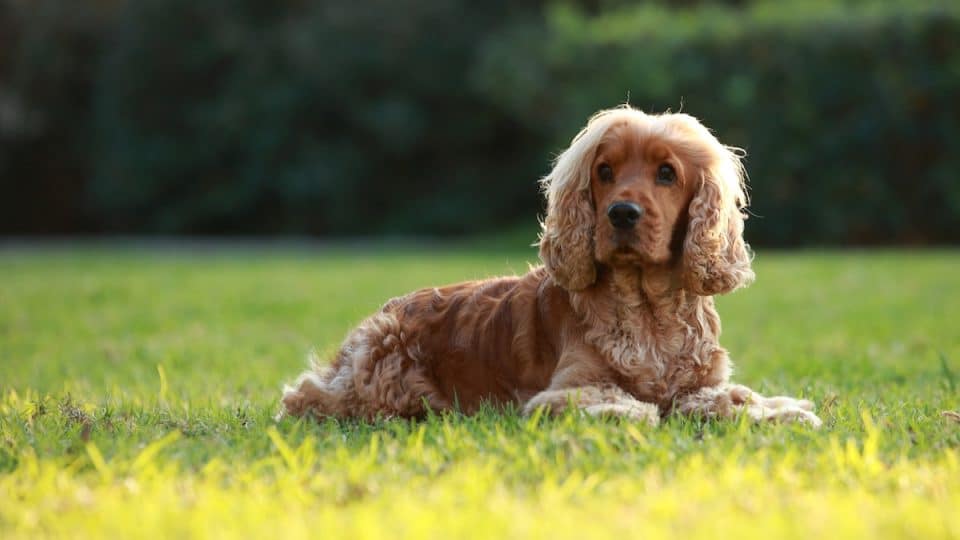 English Cocker Spaniel Dog: Breed Guide
