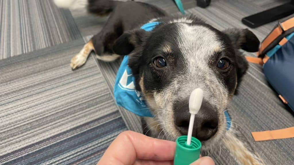 Rover Test Pups Review the Ancestry Dog DNA Test Kit