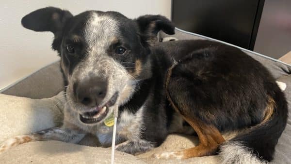 The 6 Best Dog Fitbits and Activity Trackers for Your Pup's Health