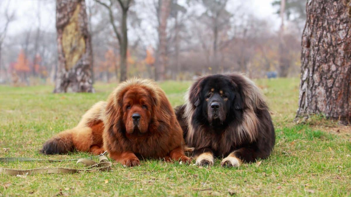 Razas Archives | The Dog People by Rover.com