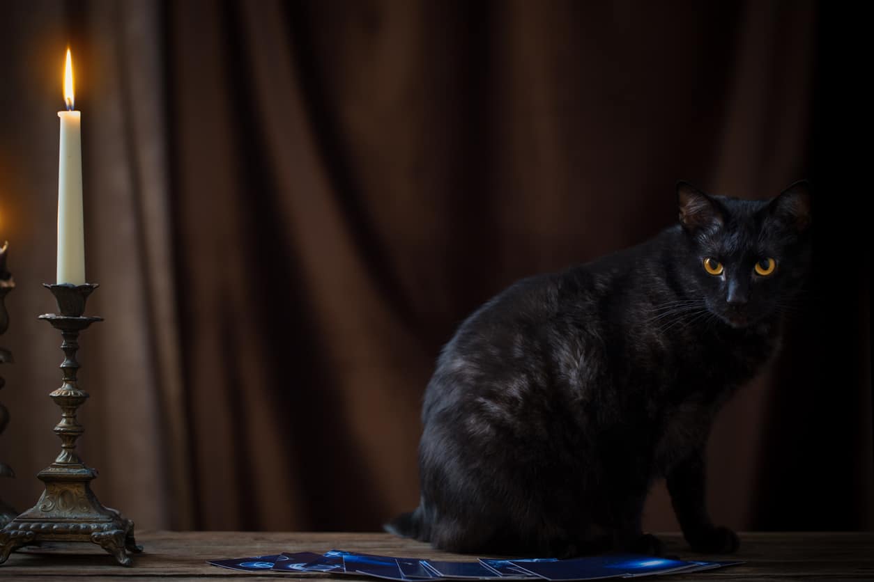 150+ Black Cat Names, From Magical to Mystical & Meaningful
