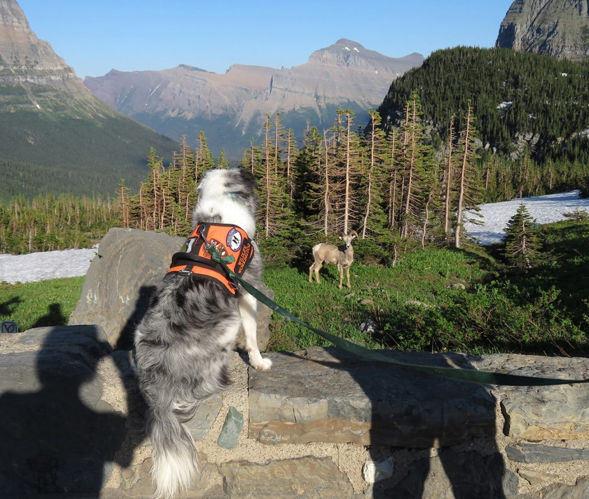 Test Your Knowledge of Pets in the News With the Monthly Rover Roundup
