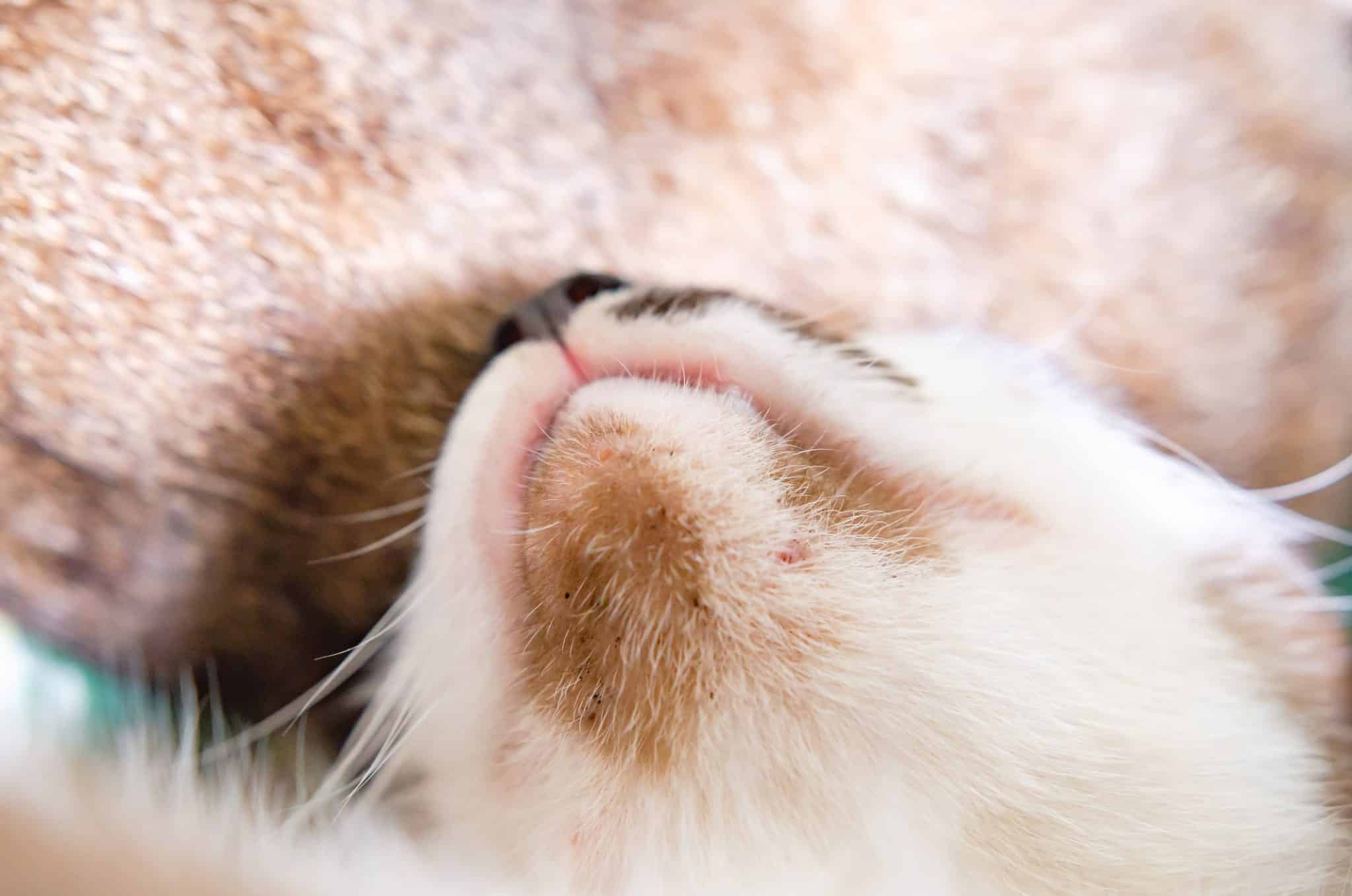 Cat Acne: What Are The Causes & Best Treatments