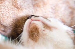 Cat Acne: What Are The Causes & Best Treatments