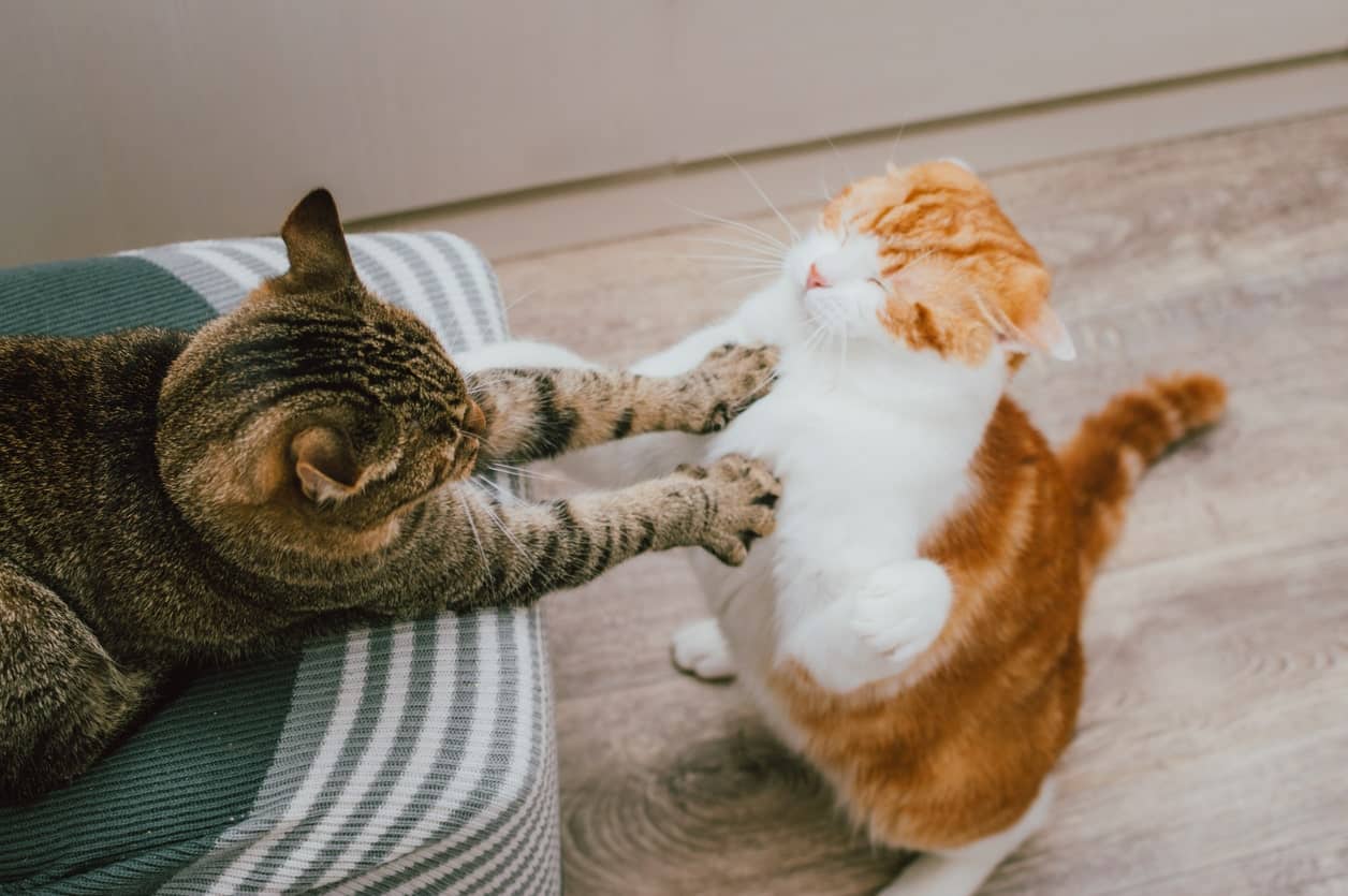 Chat mâle ou chat femelle, que choisir ?Ça dépend, répondent les experts