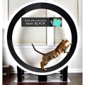 The 5 Best Cat Exercise Wheels to Get Kitty Moving