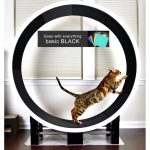 The 5 Best Cat Exercise Wheels to Get Kitty Moving