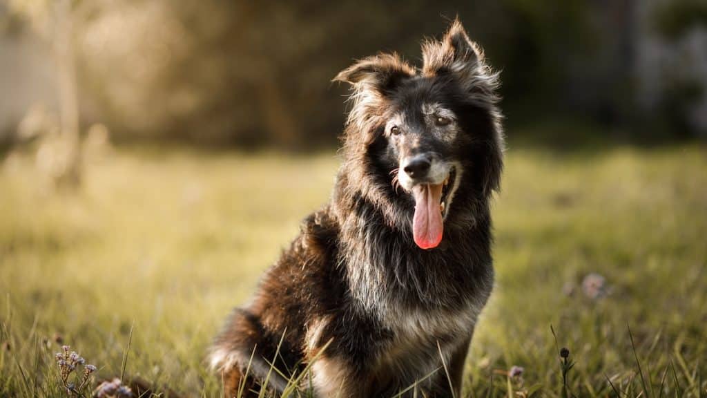 Las 25 razas de perros peludos más populares