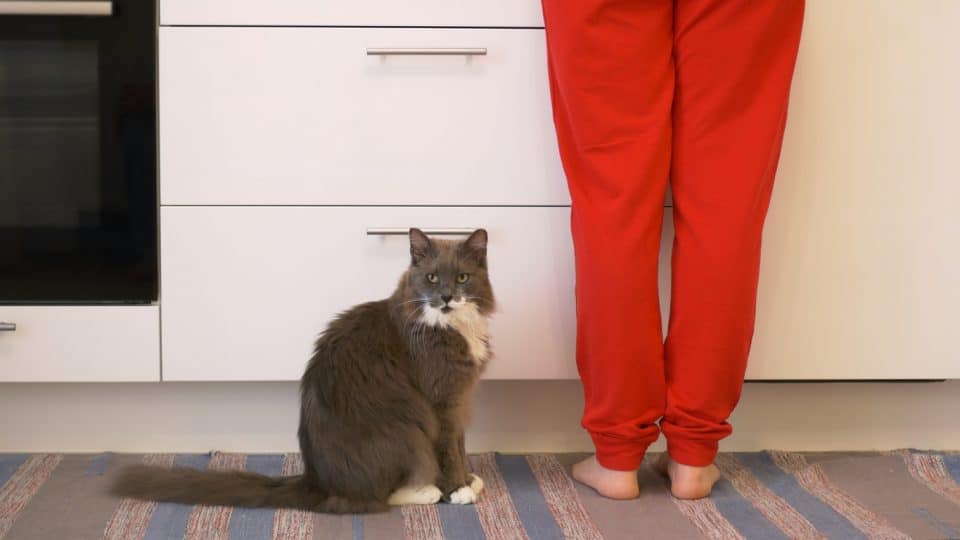 How Long Can Cats Go Without Food & 11 Reasons Why They Won't Eat