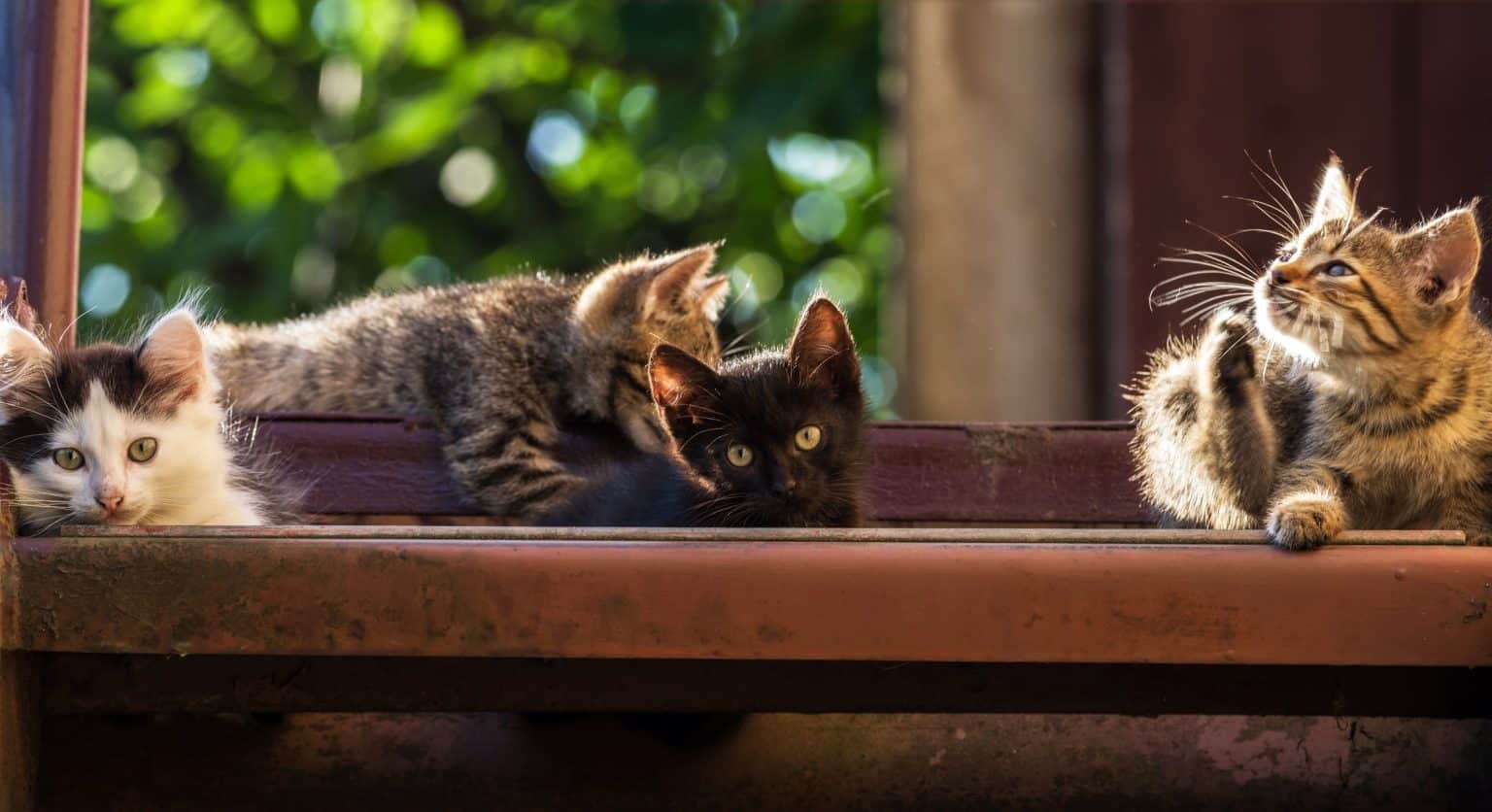 How Many Cats Is Too Many? Cat Hoarding Explained
