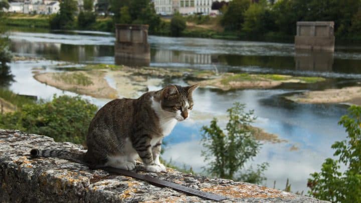 250 French Cat Names and Meanings