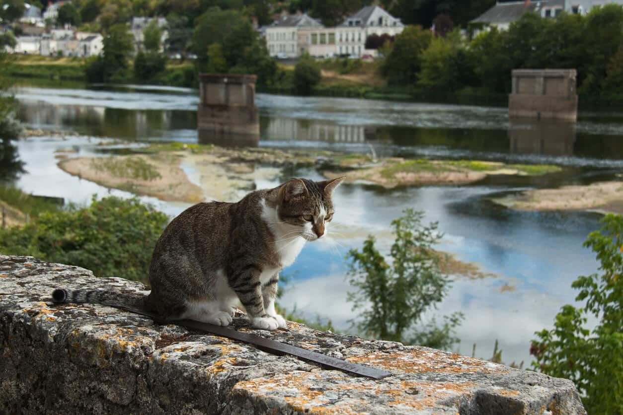 250 French Cat Names and Meanings