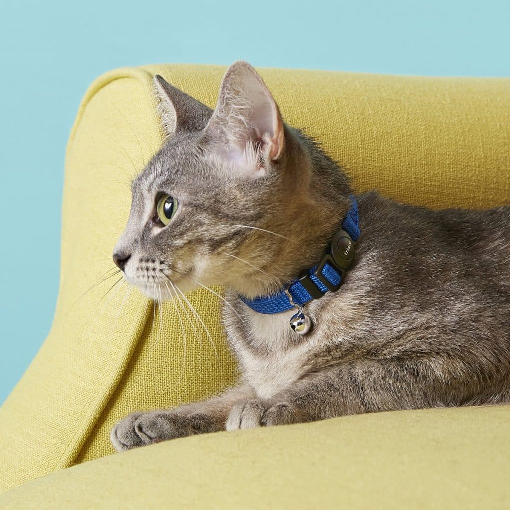 The 11 Best Cat Collars for All Types of Cats
