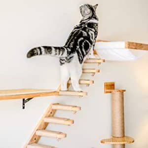 The Best Cat Ramps and Steps for Beds, Couches, Cars, and More