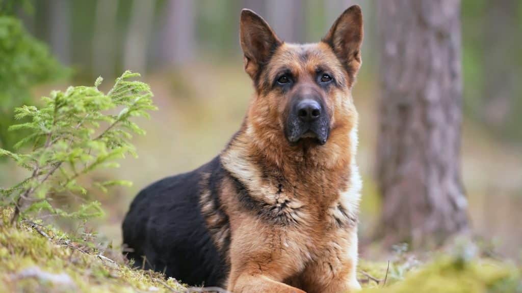 What Were German Shepherds Bred For?