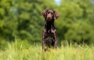 The 27 Most Popular German Dog Breeds