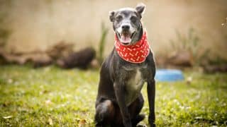 Glucosamine for Dogs: Benefits, Types, and Dosages