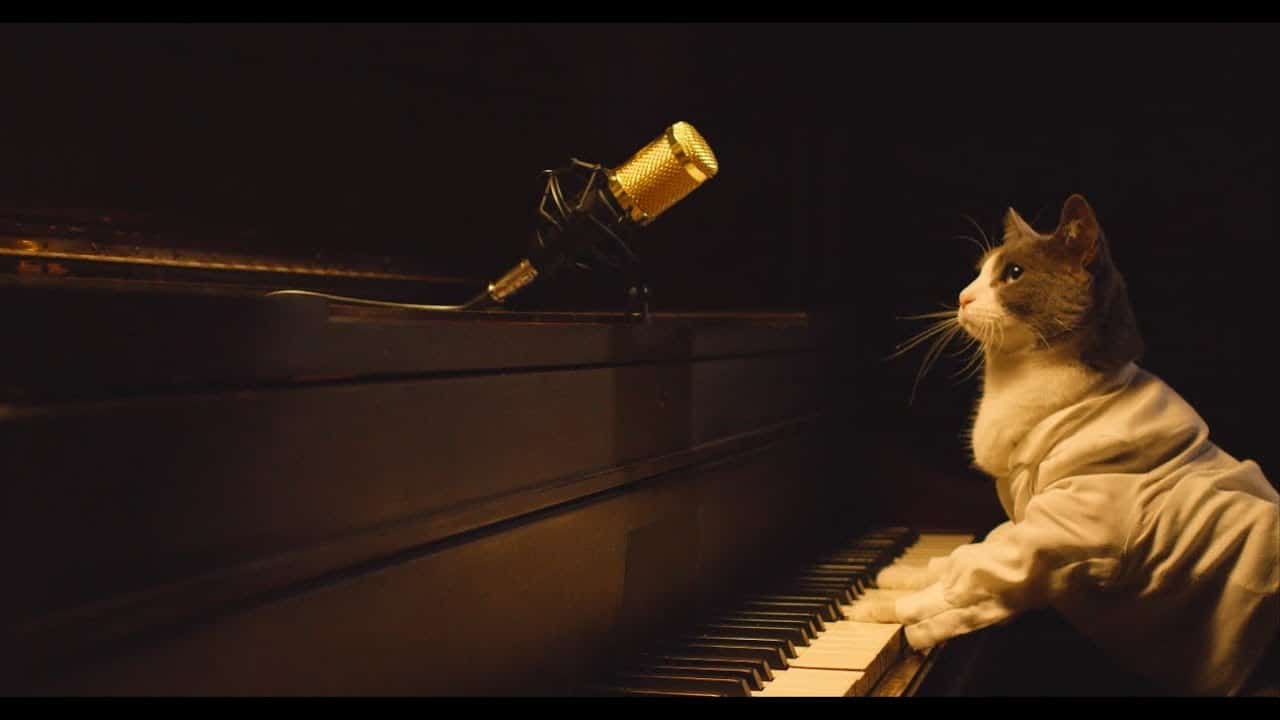 How Cats Can Help With Depression, Stress, Anxiety, and Mental Health