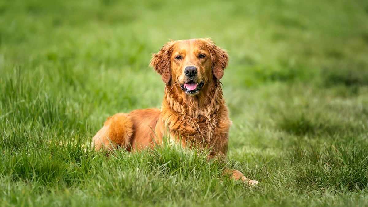 Golden Retriever Price Guide | 2025
