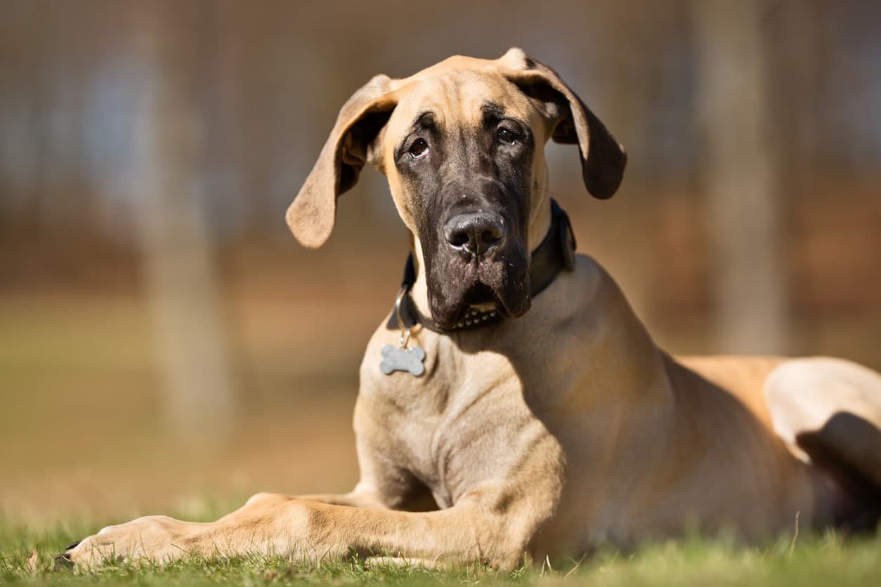 Great Dane Breed Facts & Personality | The Dog People by Rover.com