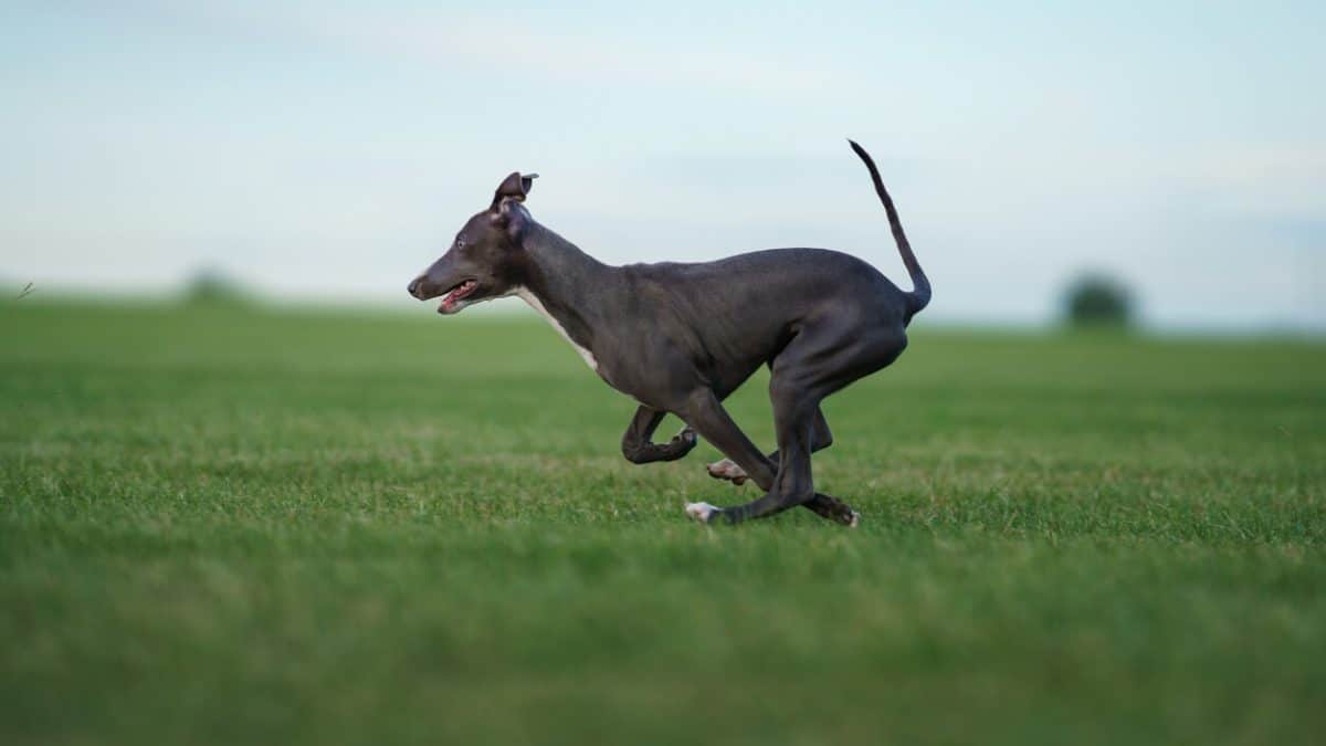 Greyhounds, Italian Greyhounds, and Whippets: Which To Choose?