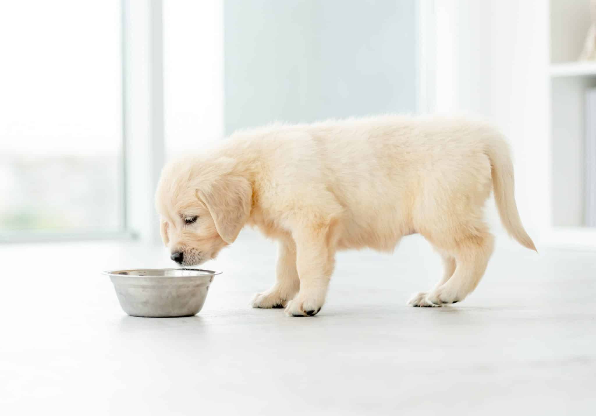 When Do Dogs Stop Growing? Puppy Chart & Guide