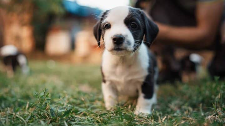 When Do Dogs Stop Growing? Puppy Chart & Guide