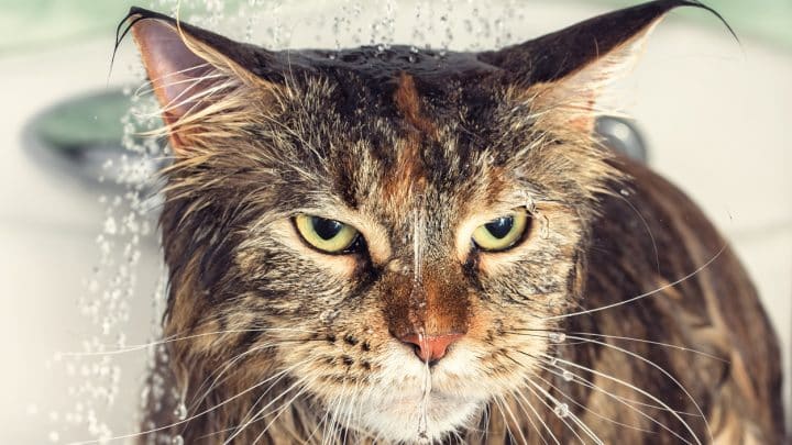 Why Do Cats Hate Water? 5 Reasons & Tips for Bath Time