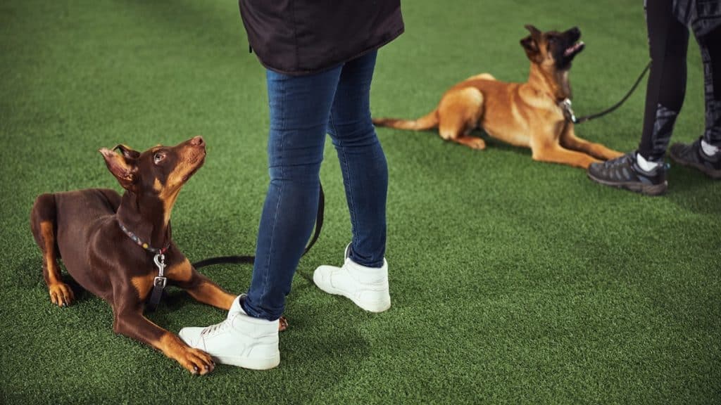 The Ultimate Puppy Training Guide & Schedule