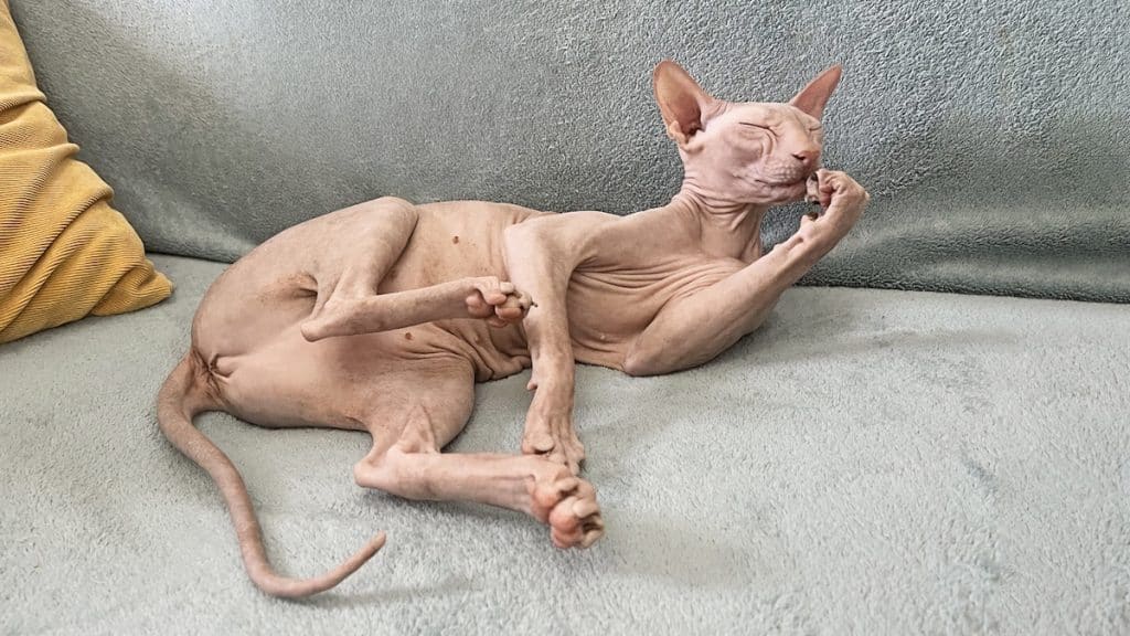 How Many Hairless Cat Breeds Are There?