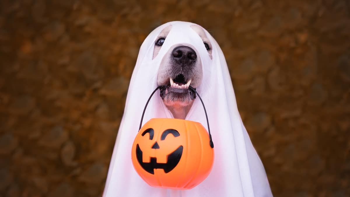 200+ Halloween Dog Names