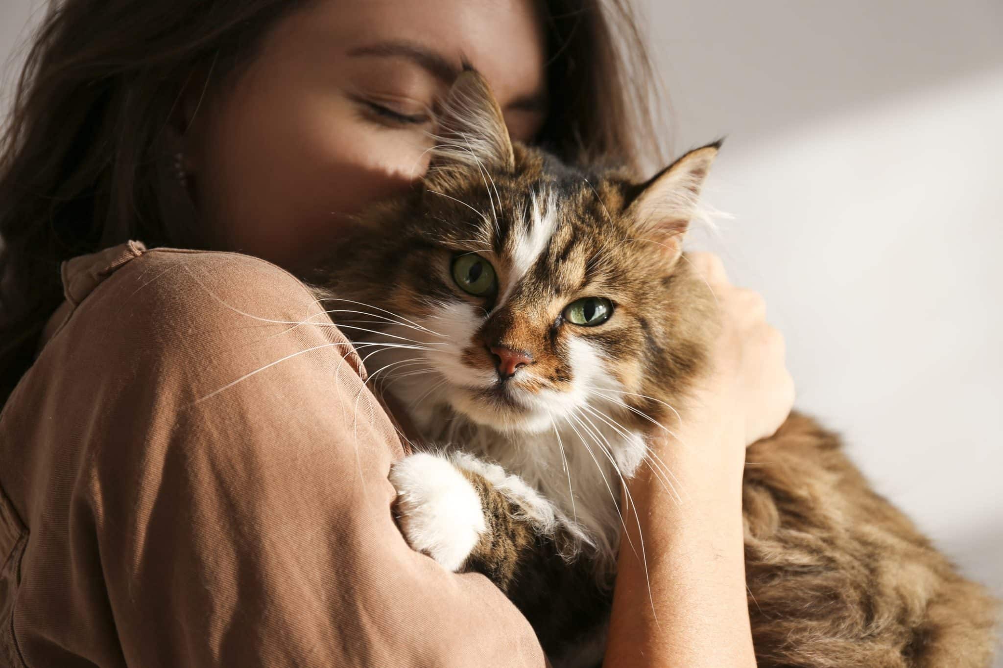 5 Reasons Why Cats Hiss & How To Stop The Behavior