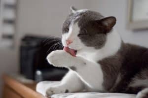 8 Signs Of A Happy Cat & How To Make Your Cat Happier