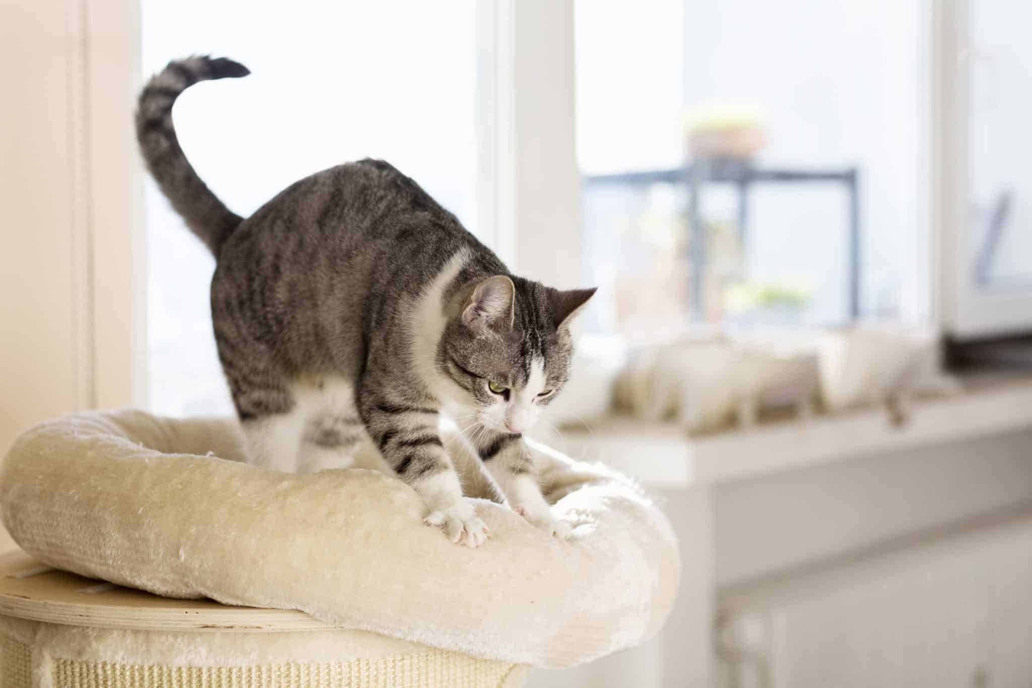 8 Signs Of A Happy Cat & How To Make Your Cat Happier