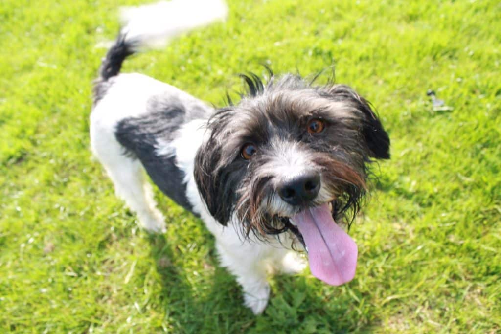 Comment interpréter ce que nous dit la queue d'un chien