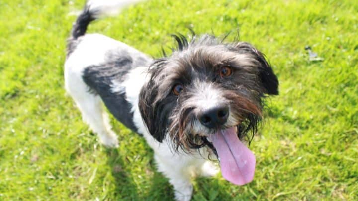 Why Do Dogs Wag Their Tails? Experts Explain