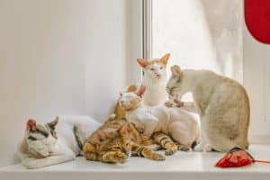 How Many Cats Is Too Many? Cat Hoarding Explained