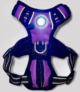 The 13 Best Light-Up Dog Collars, Harnesses, and Leashes for the Dark