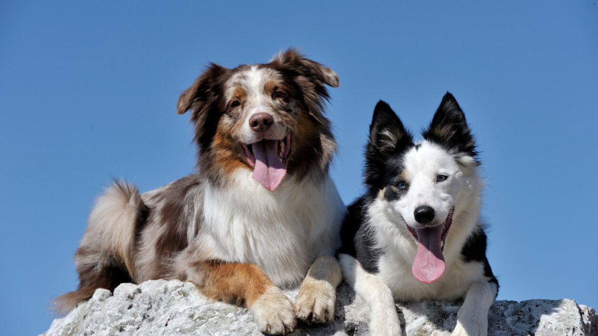 14 Healthiest Dog Breeds