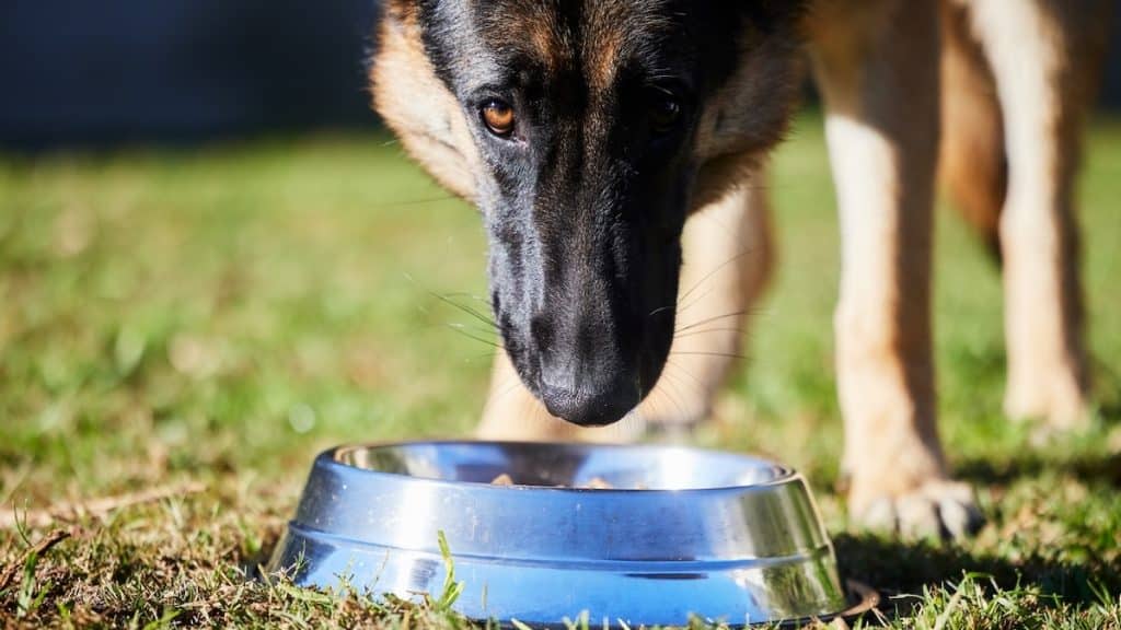 The Best High-Protein Dog Foods for Working Breeds & Seniors
