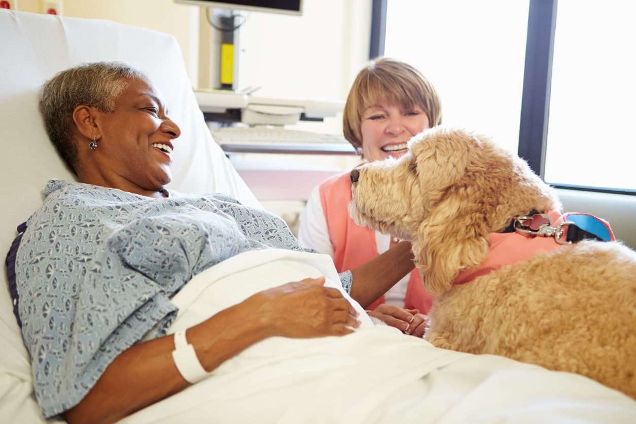 Therapy Dog Training: Step-By-Step Guide