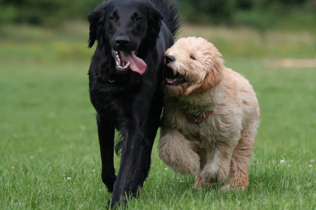 3 Ways Dogs Communicate With Each Other