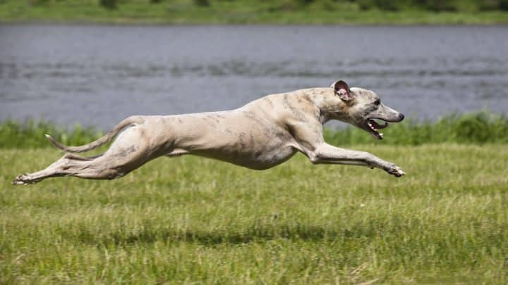 How Fast Can a Greyhound Run?
