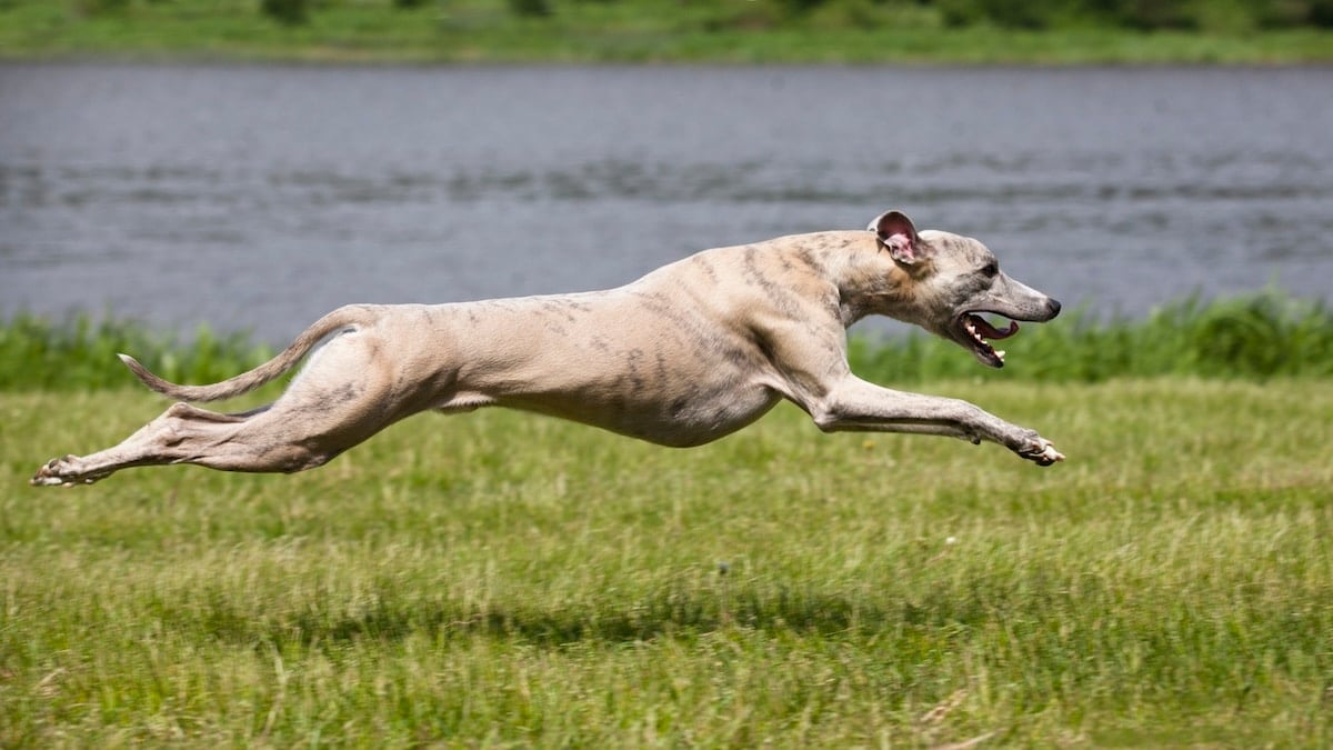 How Fast Can a Greyhound Run?