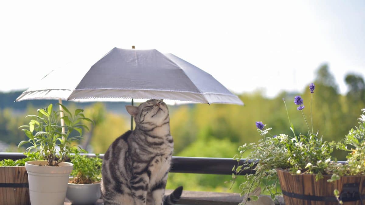 How Hot Is Too Hot for Cats? Indoor & Outdoor Temps